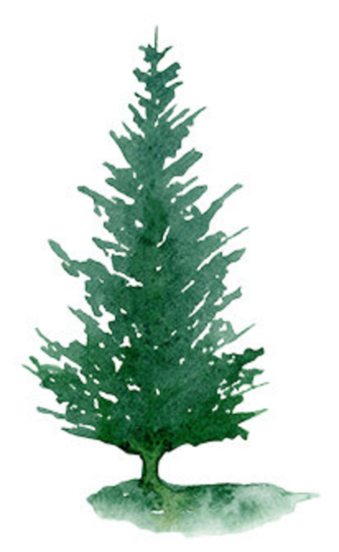 Watercolor Pine Trees Clipart, PNG Instant Download, Hand Painted Pine ...