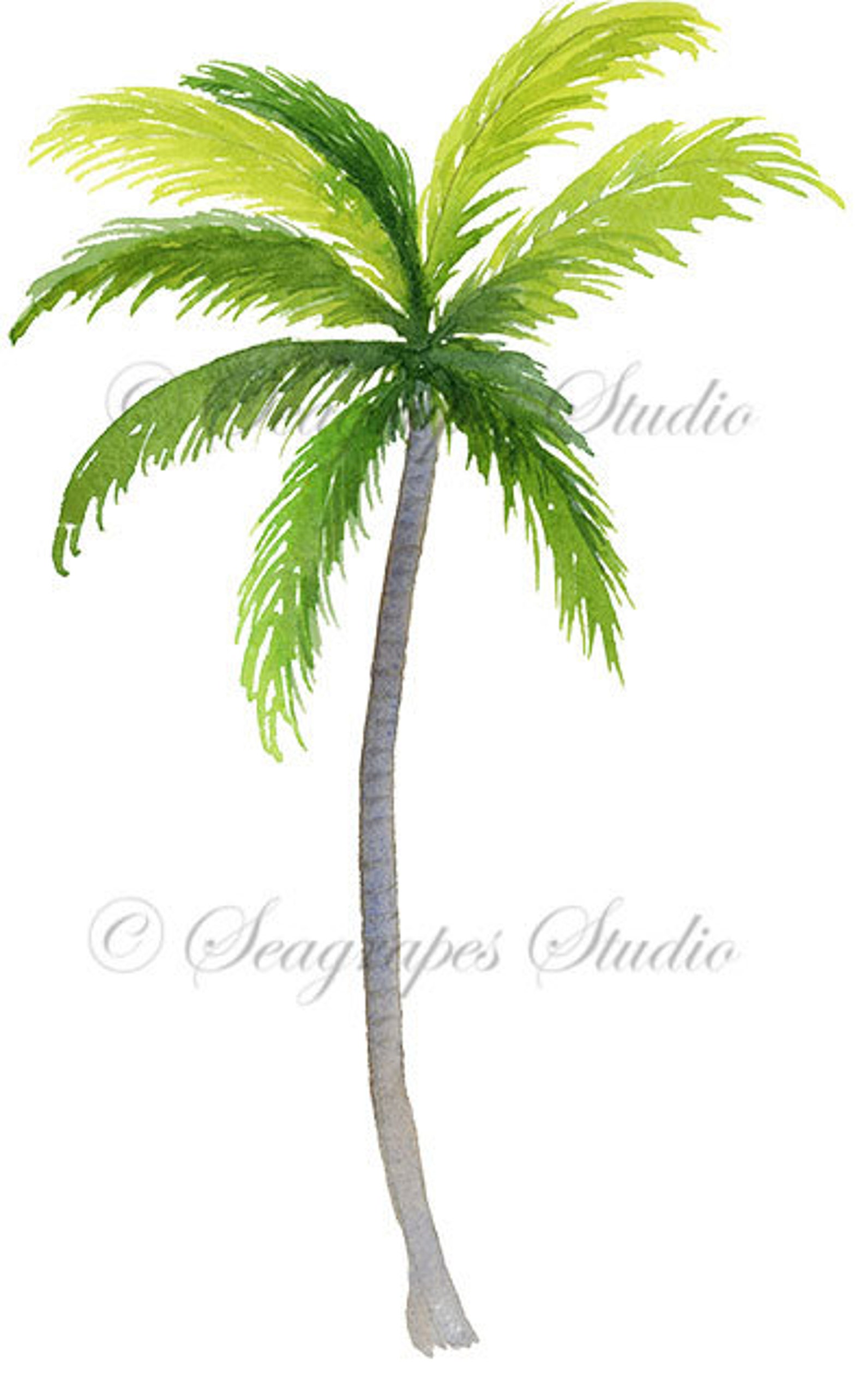 Watercolor Palm Tree Clipart, Tropical PNG Instant Download, Hand ...