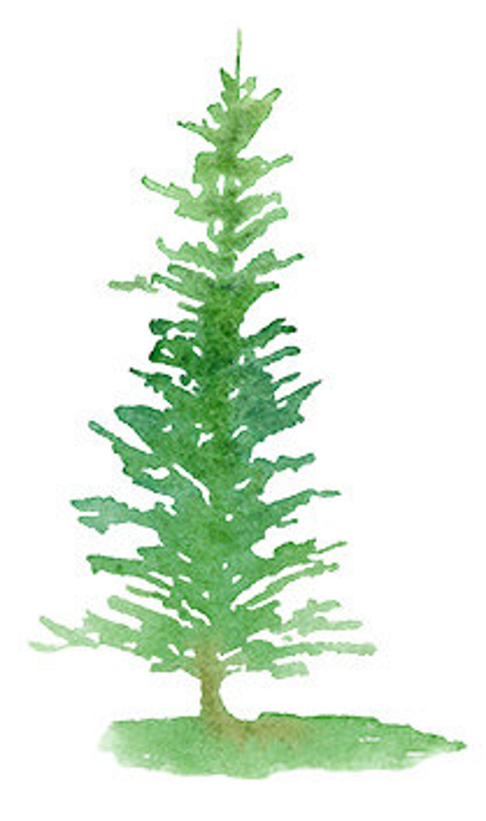 Watercolor Pine Trees Clipart, PNG Instant Download, Hand Painted Pine ...
