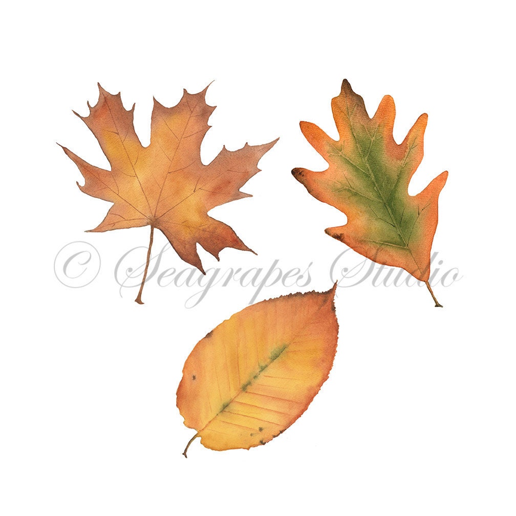 Watercolor Clipart Fall Leaves & Acorns, PNG Leaf Clip Art Instant ...