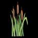 Watercolor Clipart Cattails & Dragonflies Clip Art, Hand Painted ...