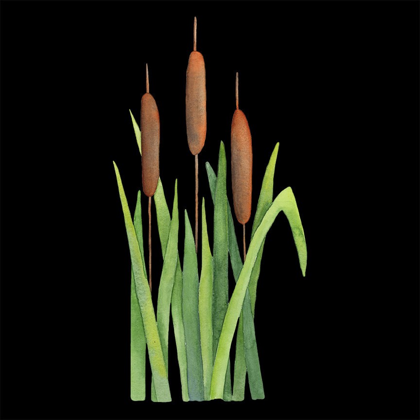 Watercolor Clipart Cattails & Dragonflies Clip Art, Hand Painted ...