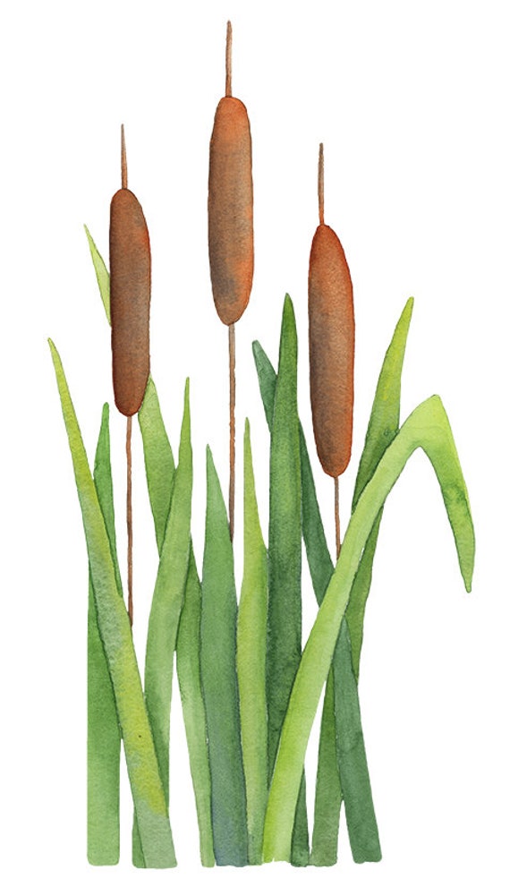 Cattails Clipart