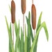 Watercolor Clipart Cattails & Dragonflies Clip Art, Hand Painted ...
