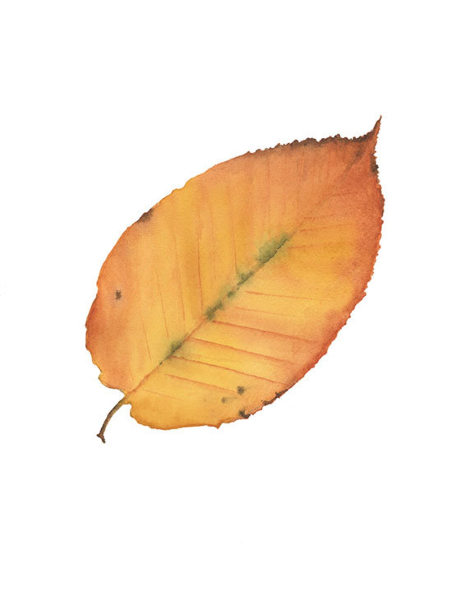 Watercolor Clipart Fall Leaves & Acorns, PNG Leaf Clip Art Instant ...