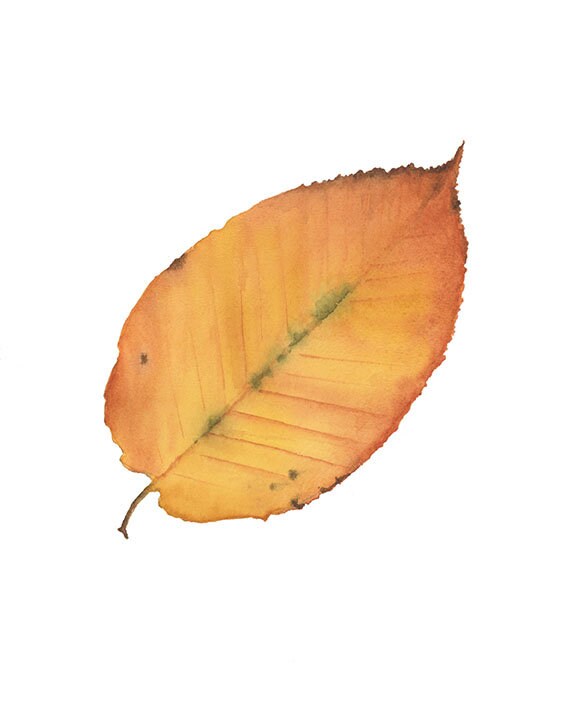 Watercolor Clipart Fall Leaves & Acorns, PNG Leaf Clip Art Instant ...