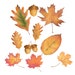 Watercolor Clipart Fall Leaves & Acorns, PNG Leaf Clip Art Instant ...