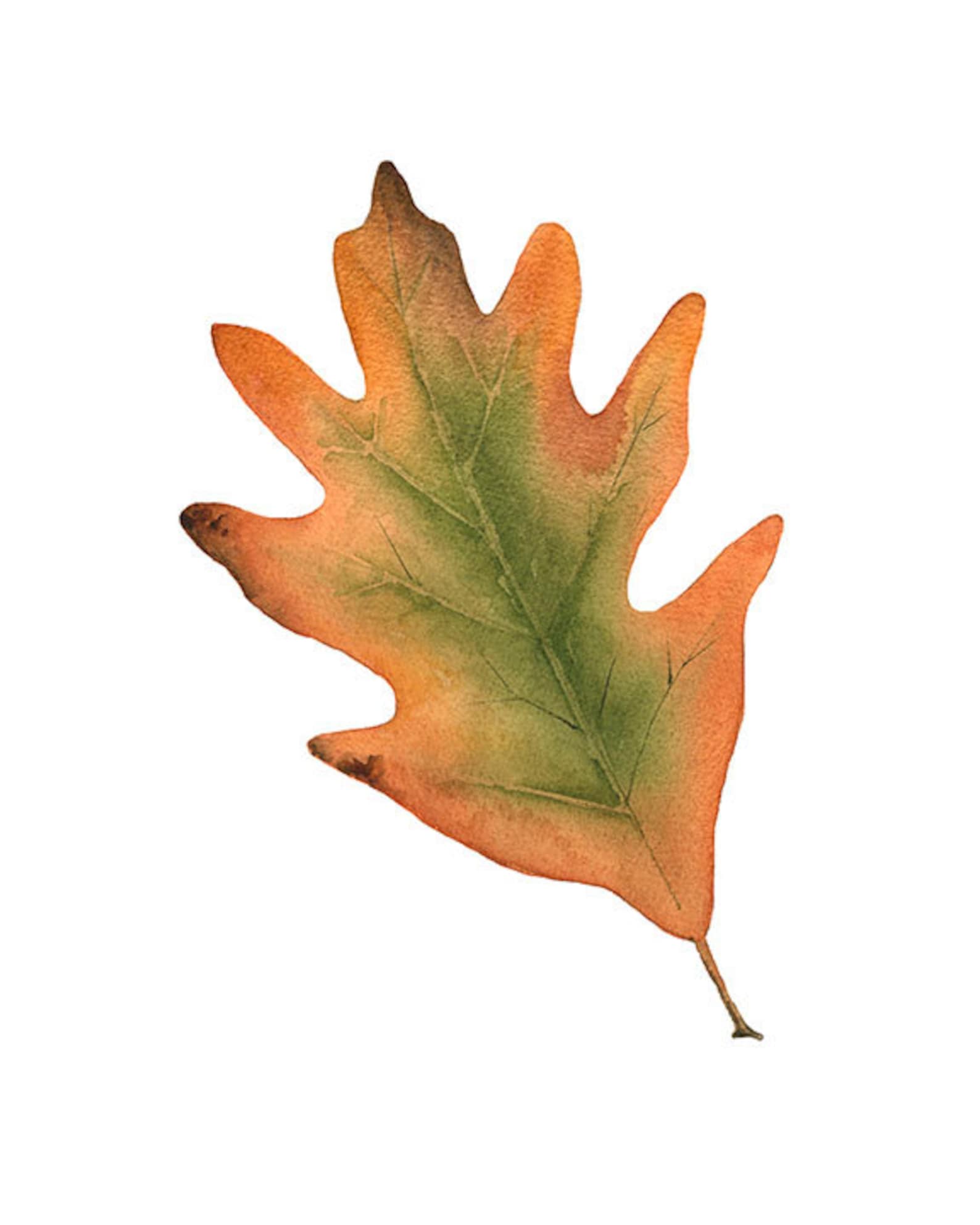 Watercolor Clipart Fall Leaves & Acorns, PNG Leaf Clip Art Instant ...