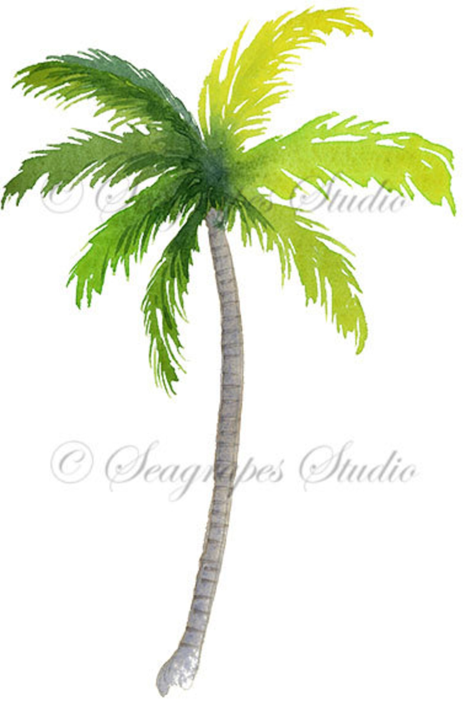 Watercolor Palm Tree Clipart, Tropical PNG Instant Download, Hand ...