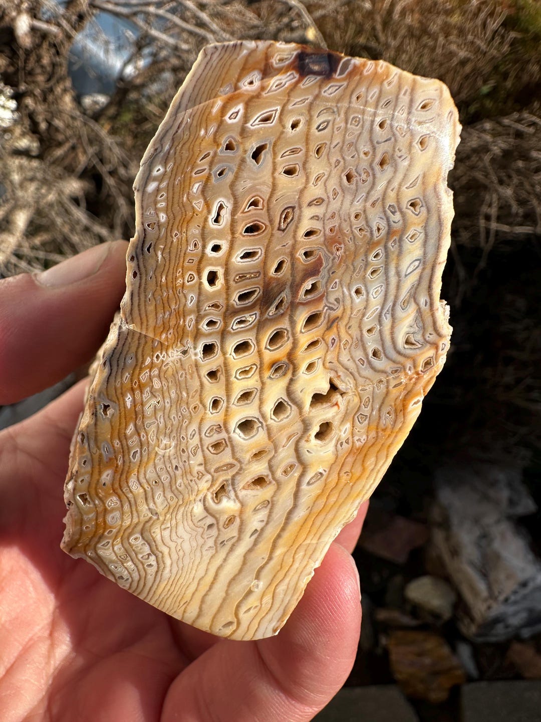 Hells Canyon Herringbone Rot PETRIFIED WOOD Face Polished Rough or ...