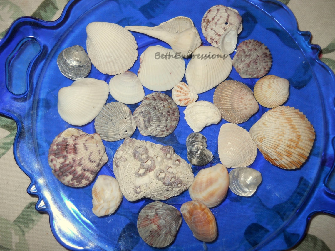 Seashells, Variety From Sanibel Captiva Islands Includes Scallops ...