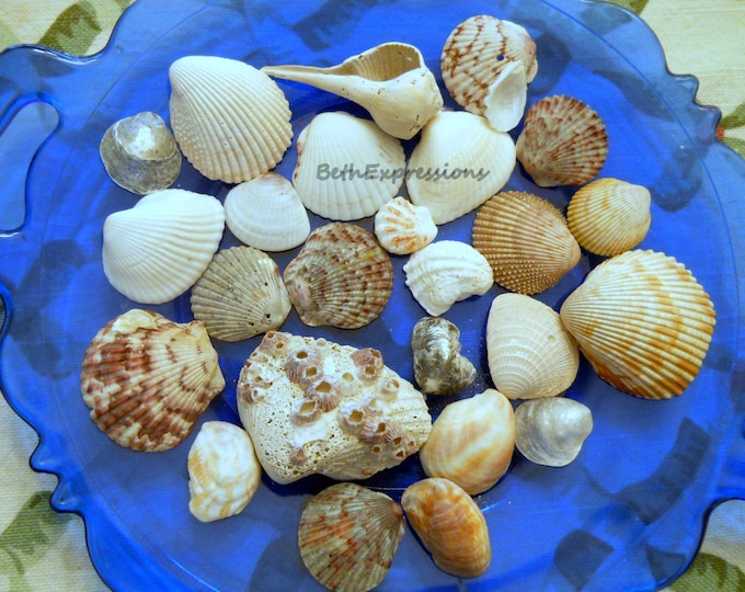 Seashells Variety From Sanibel Captiva Islands Includes - Etsy