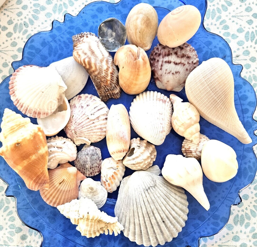 Seashells, Variety Sanibel Captiva Islands Includes Scallops, Jingle ...