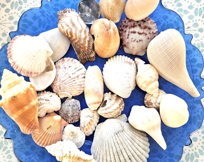Seashells, Sanibel Island Shells, Florida Souvenir, Cat's Paw Shells ...