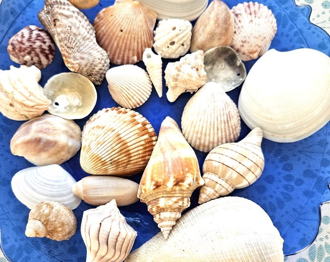 Seashells, Sanibel Island Shells, Florida Souvenir, Cat's Paw Shells ...