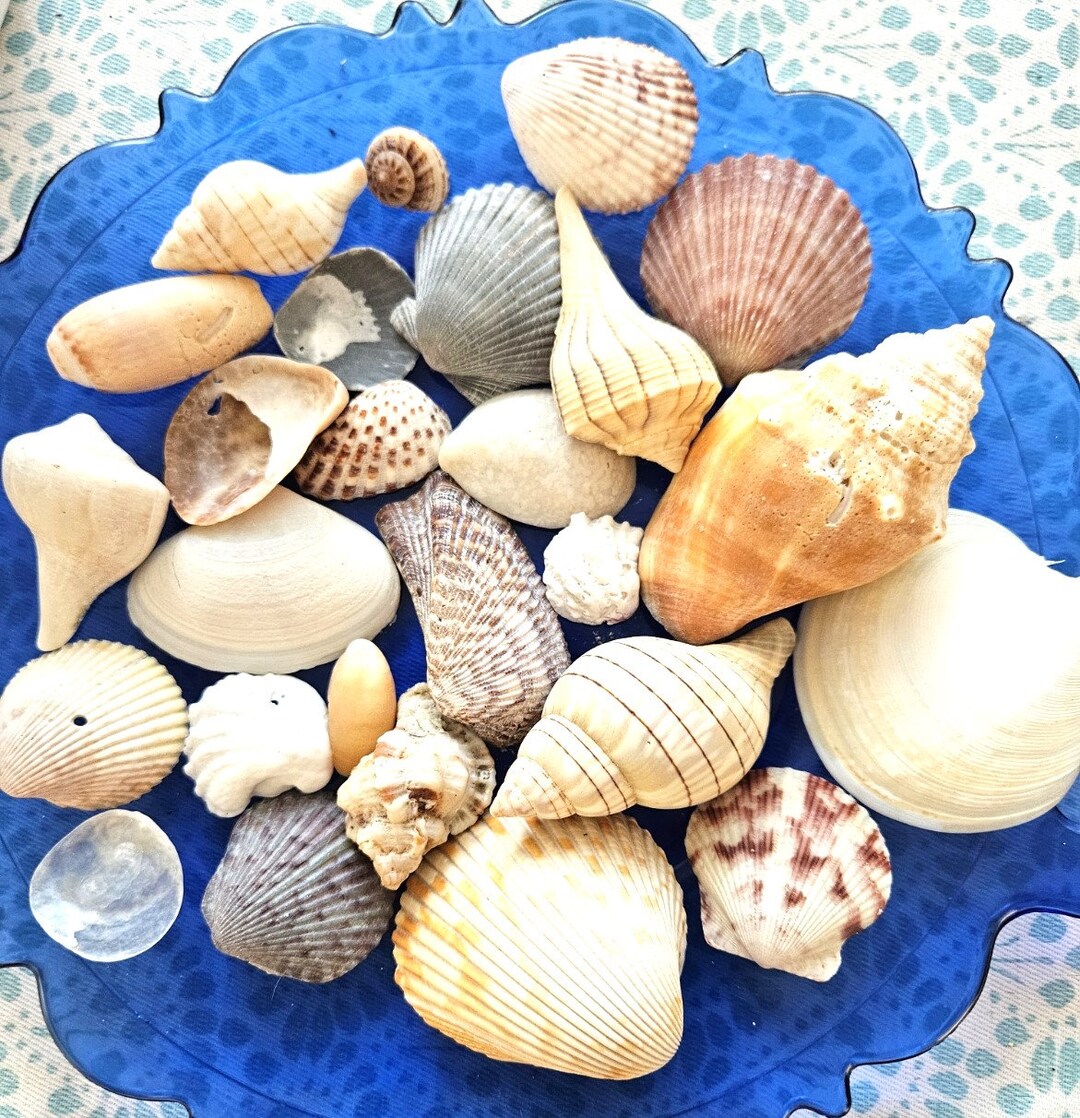 Seashells, Variety Sanibel Captiva Islands Includes Scallops, Jingle ...