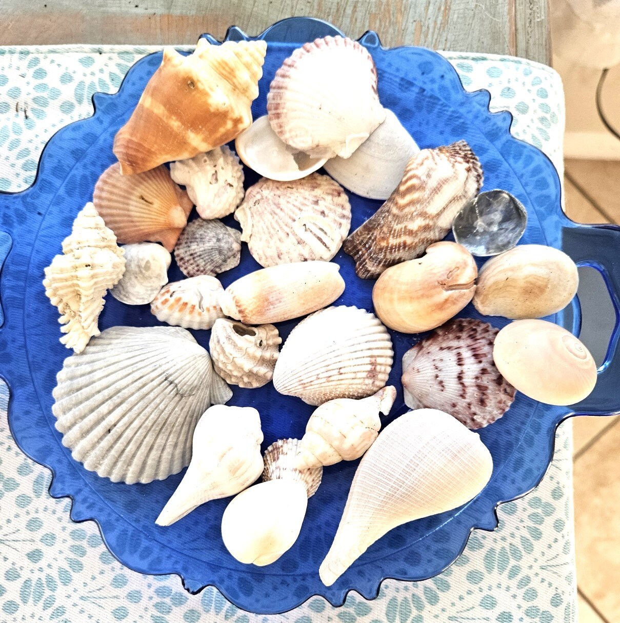Seashells, Variety Sanibel Captiva Islands Includes Scallops, Jingle ...