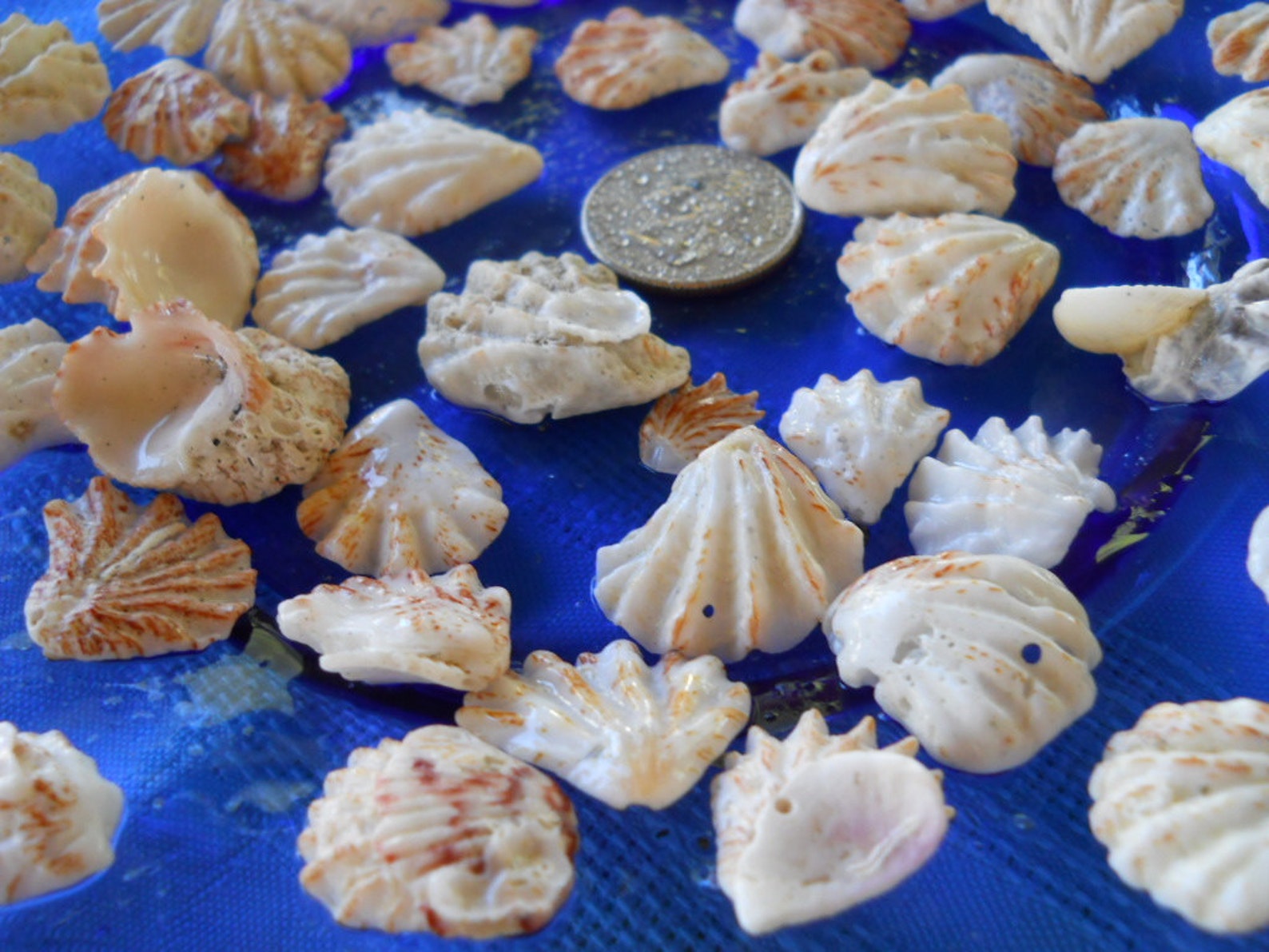 Seashells, Sanibel Island Shells, Florida Souvenir, Cat's Paw Shells ...