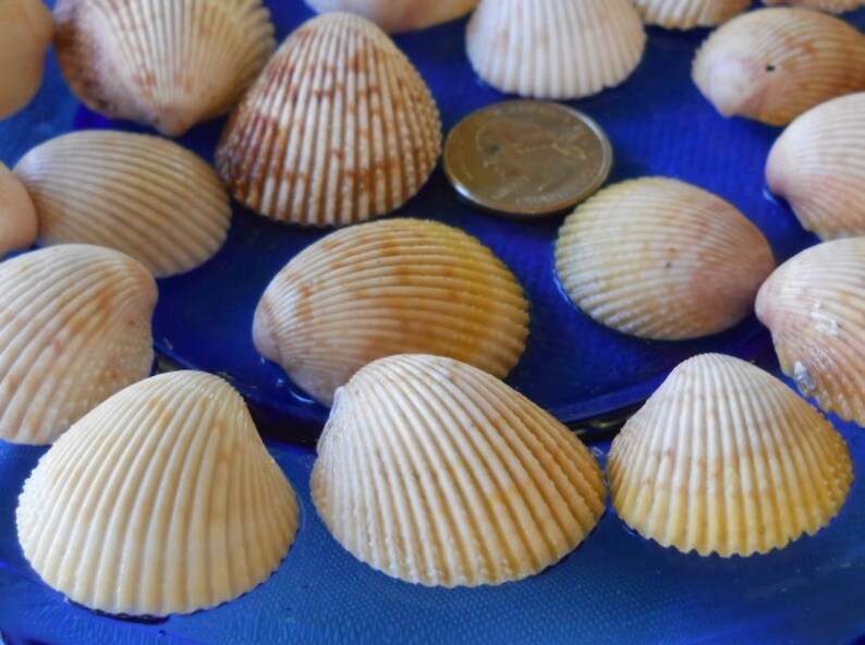 Seashells, Cockle Shells Natural Florida Shells, Sanibel Island Shells ...