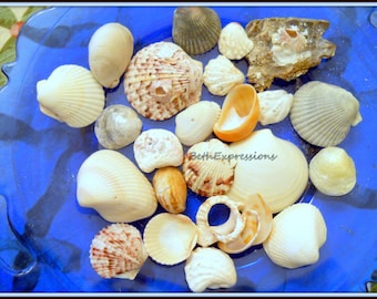 Seashells Variety From Sanibel Captiva Islands Includes | Etsy