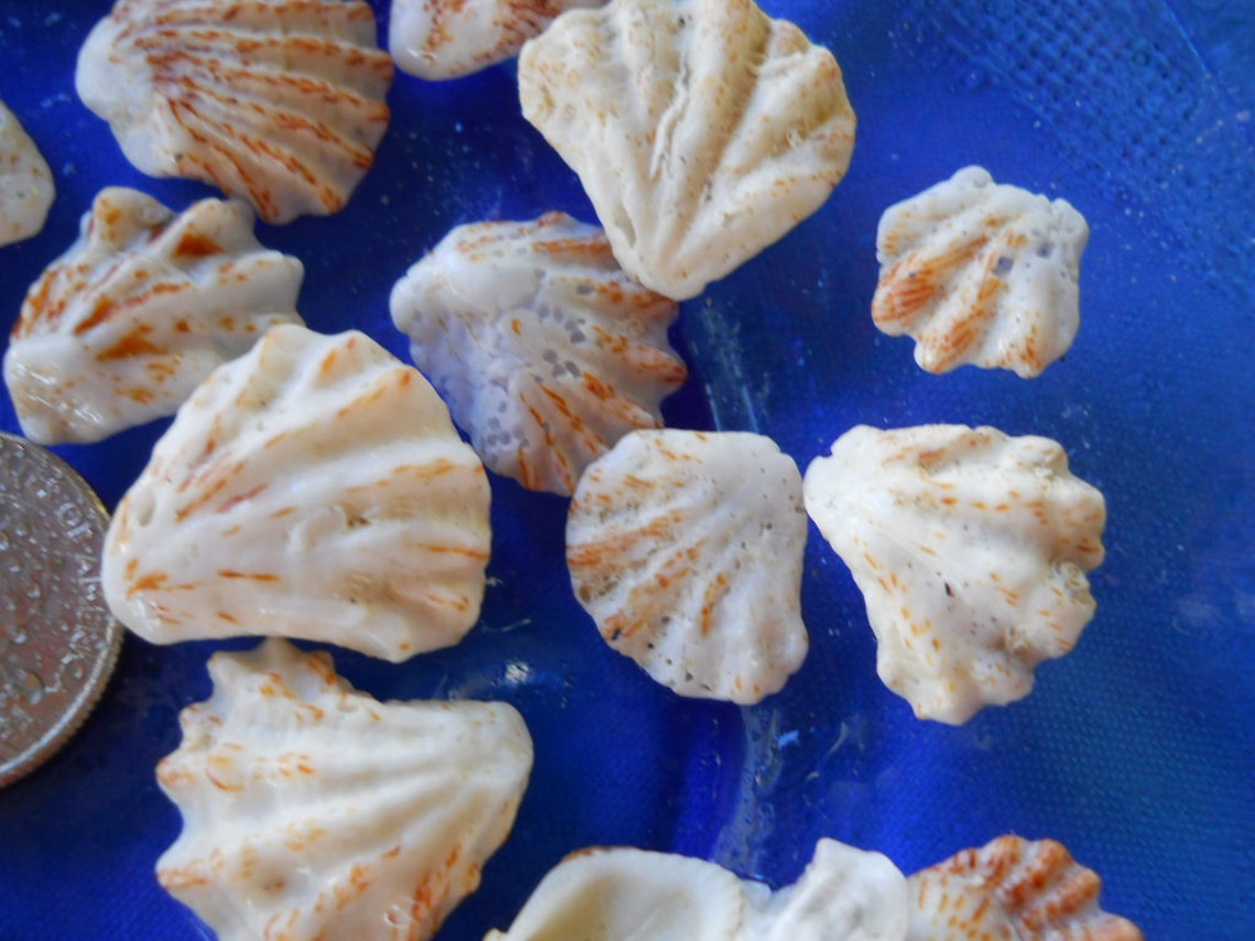 Seashells, Sanibel Island Shells, Florida Souvenir, Cat's Paw Shells ...