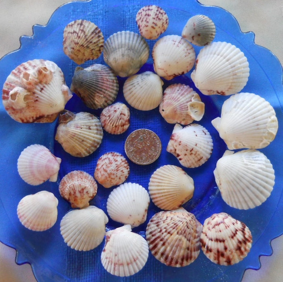 Scallop Seashells, Sanibel Island Shells, Florida Souvenir, Natural ...