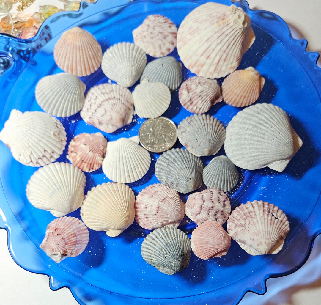 Scallop Seashells, Sanibel Island Shells, Florida Souvenir, Natural ...