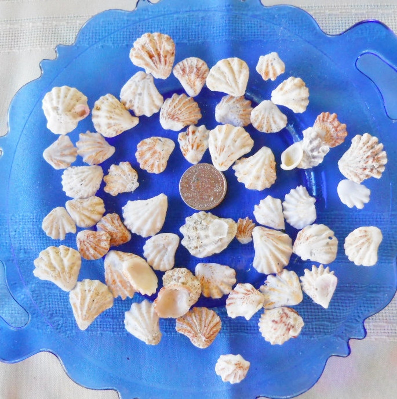 Seashells, Sanibel Island Shells, Florida Souvenir, Cat's Paw Shells ...