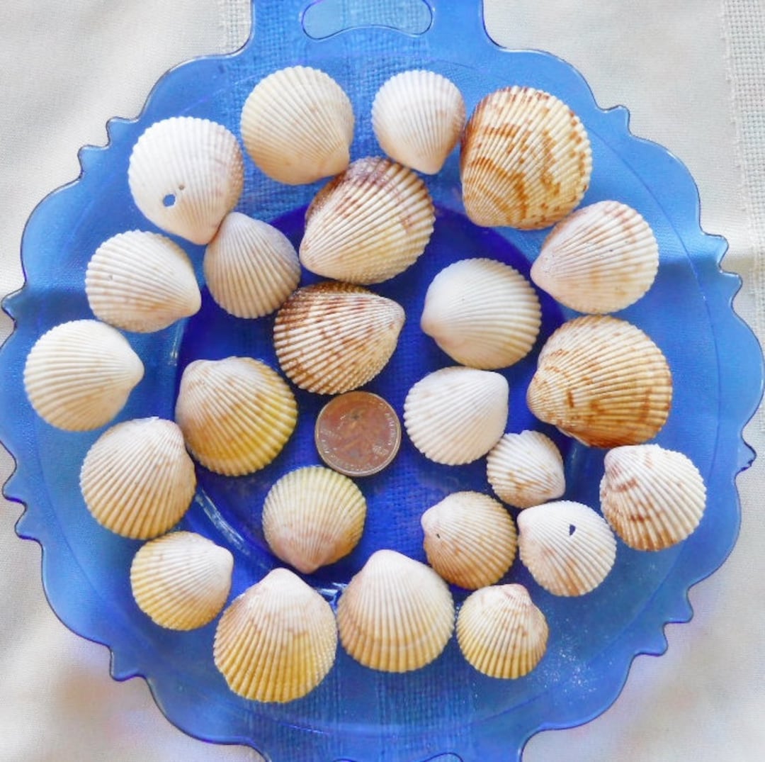Seashells, Cockle Shells Natural Florida Shells, Sanibel Island Shells ...