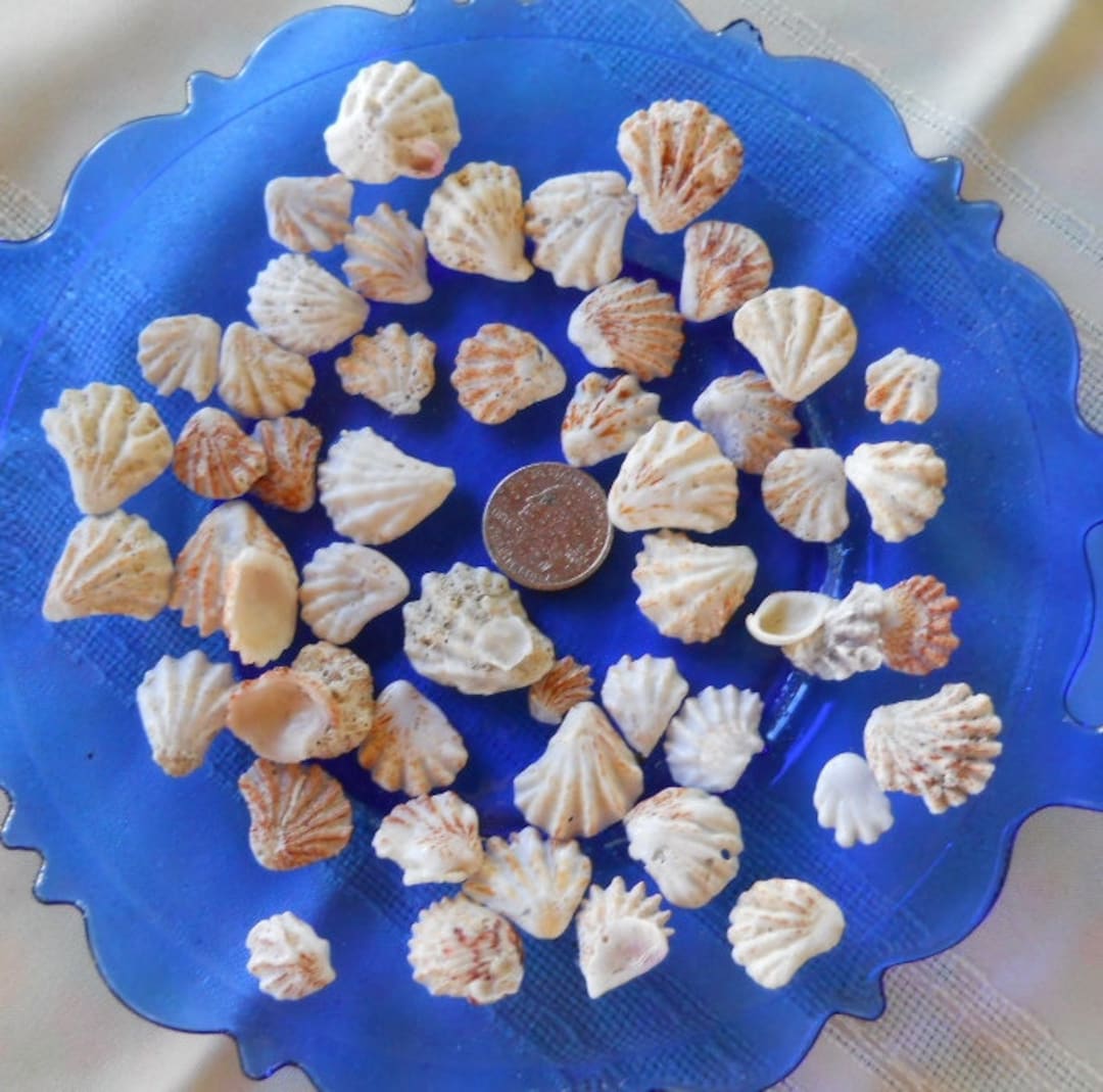 Seashells, Cat Paw Kitten Paw Sanibel Island Shells, Florida Souvenir ...