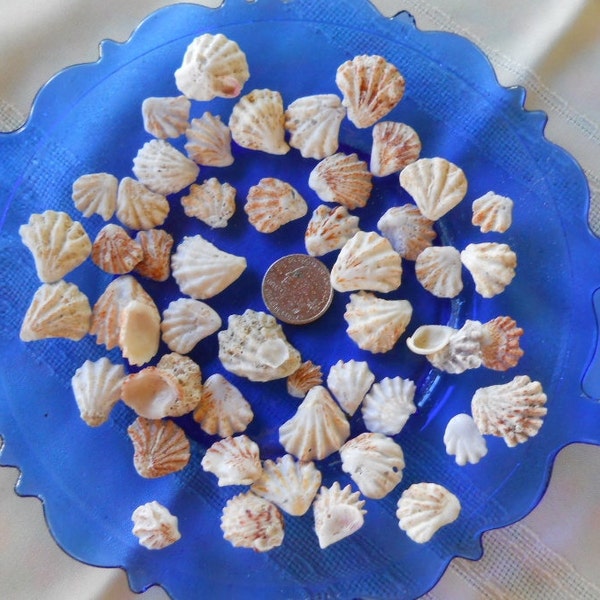 Cats Paw Shell - Etsy