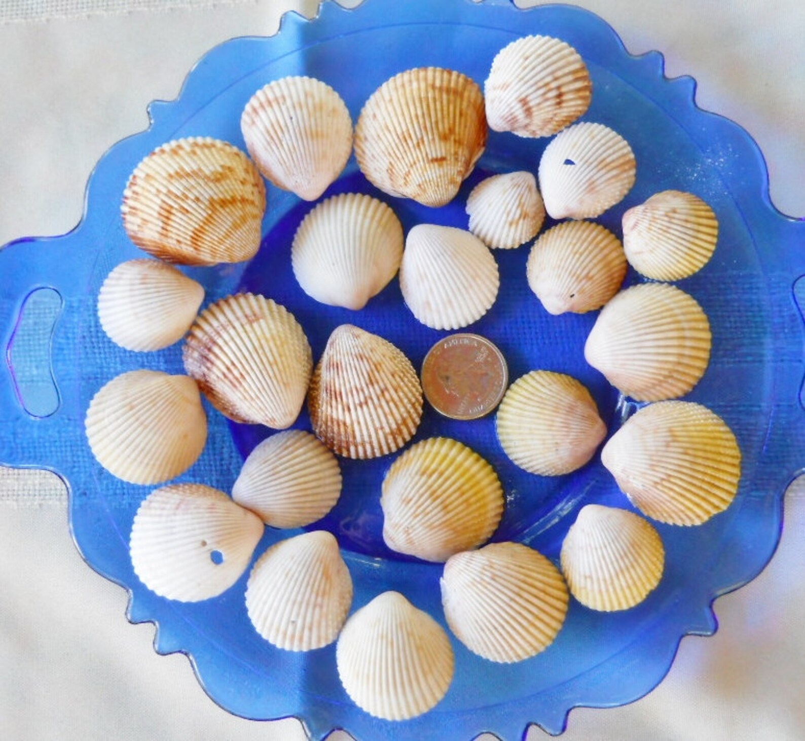 Seashells, Cockle Shells Natural Florida Shells, Sanibel Island Shells ...