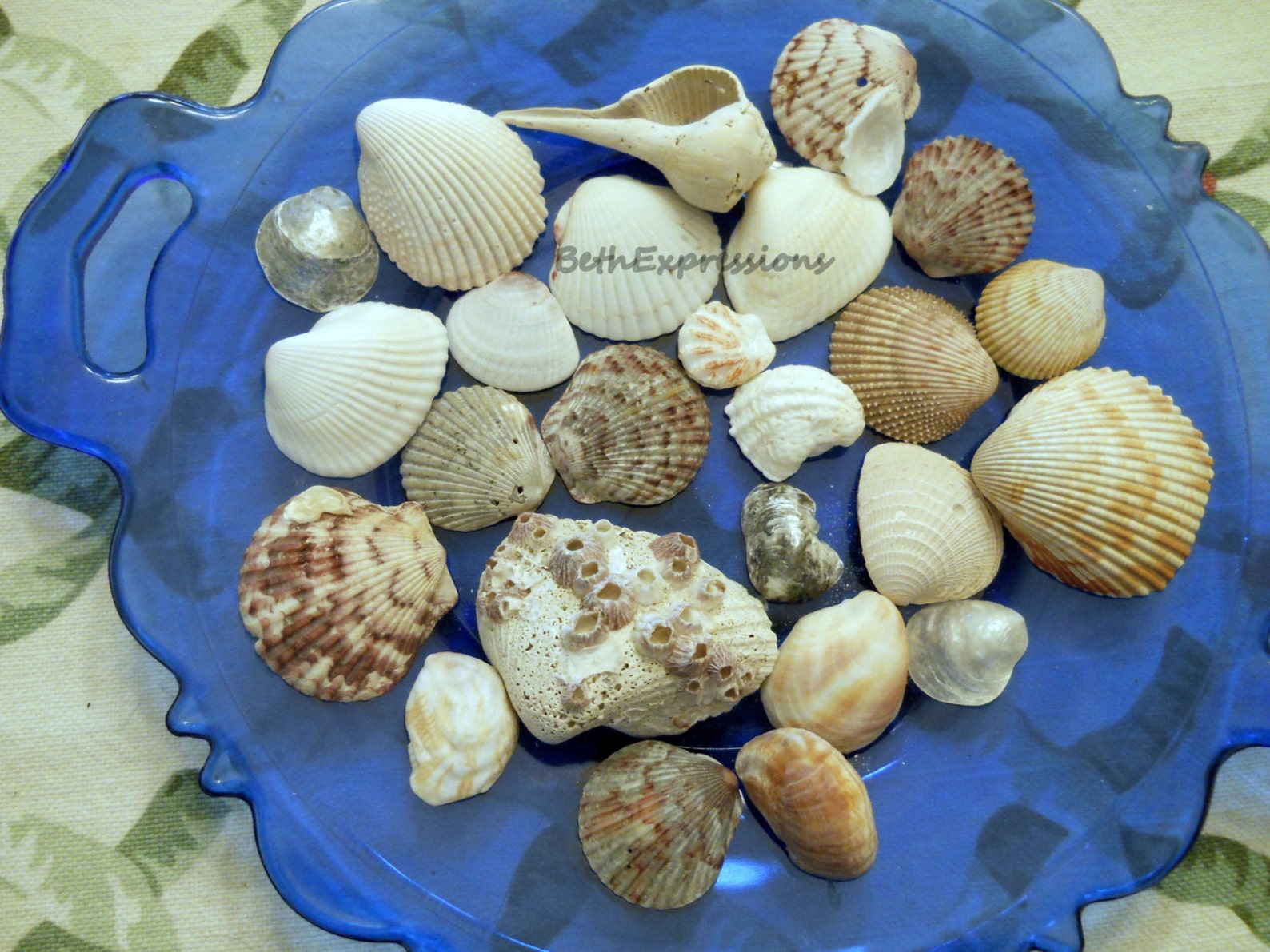 Seashells, Variety From Sanibel Captiva Islands Includes Scallops ...