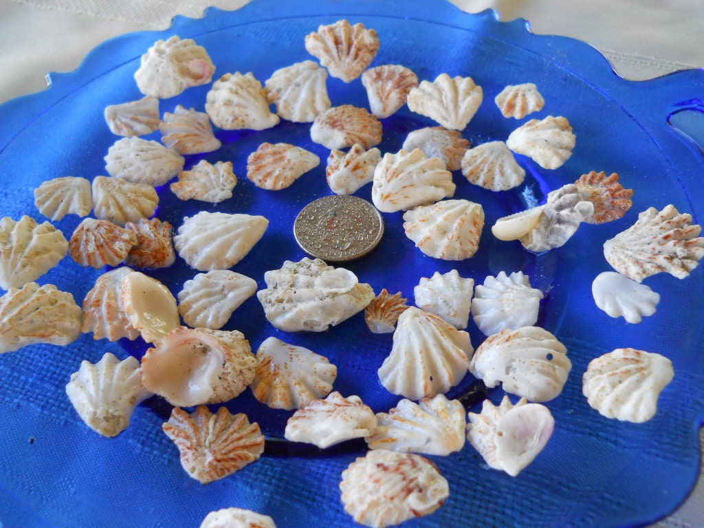 Seashells, Sanibel Island Shells, Florida Souvenir, Cat's Paw Shells ...