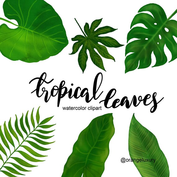 Palm Leaves Clip Art