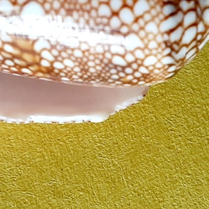 Extremely Extremely Rare Conus Glori Amaris " Glory of the Sea " Sea ...
