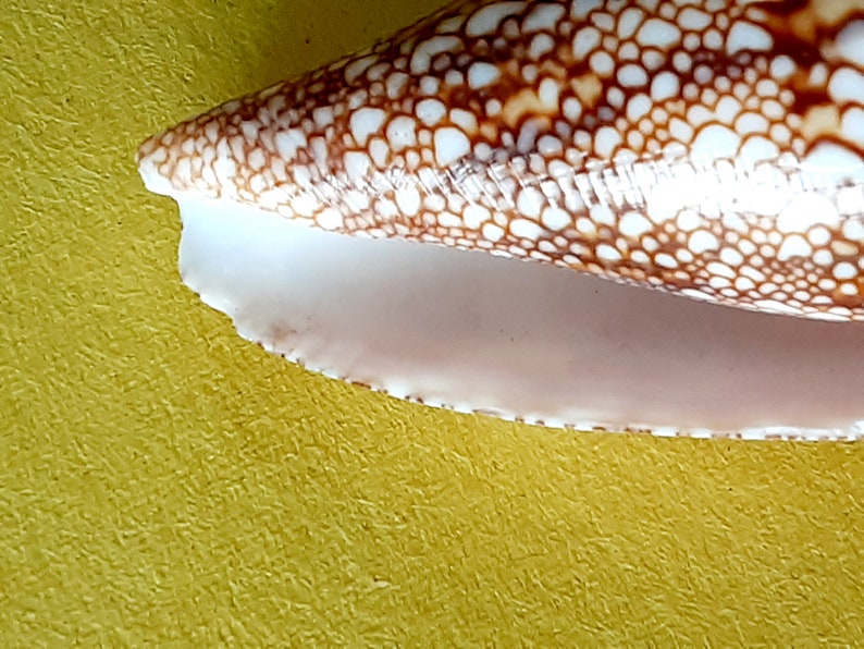 Extremely Extremely Rare Conus Glori Amaris " Glory of the Sea " Sea ...
