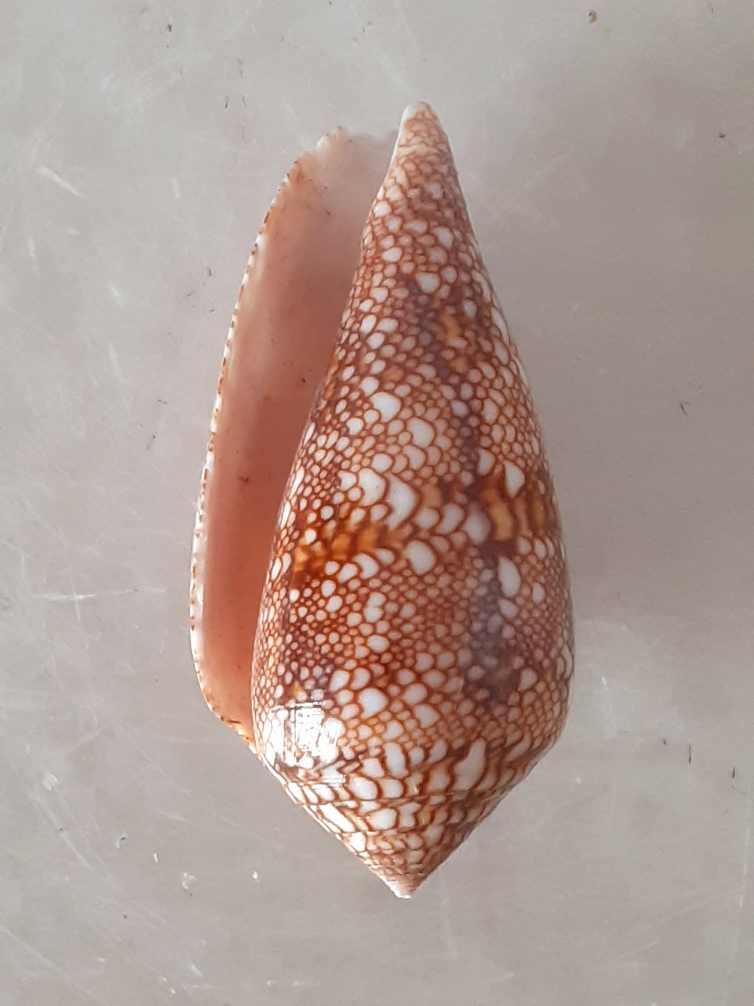 Extremely Extremely Rare Conus Glori Amaris " Glory of the Sea " Sea ...