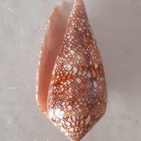 Sea Shell Art - Etsy