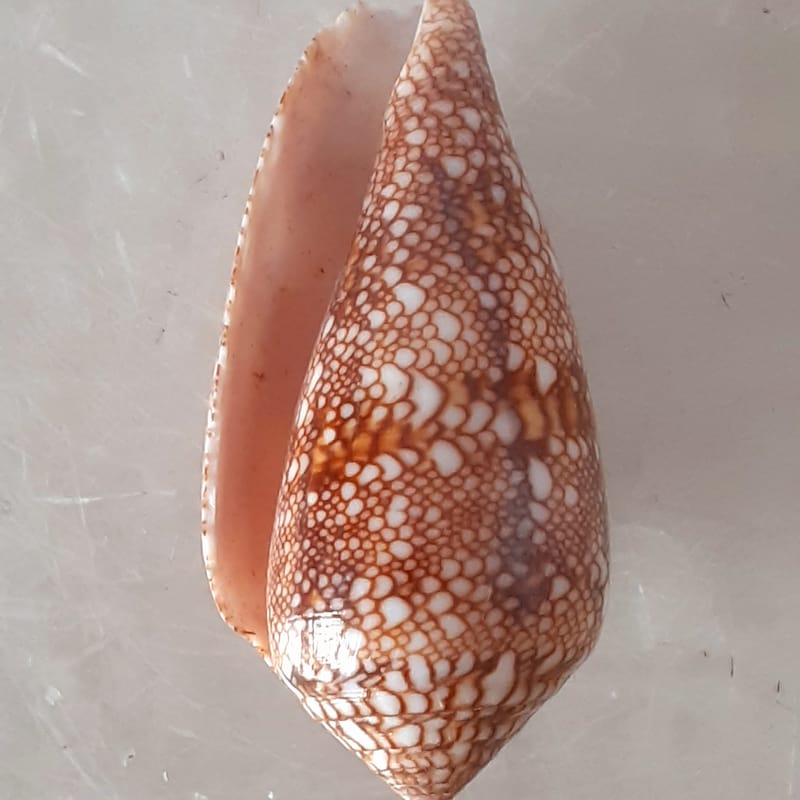 Rare Sea Shells - Etsy