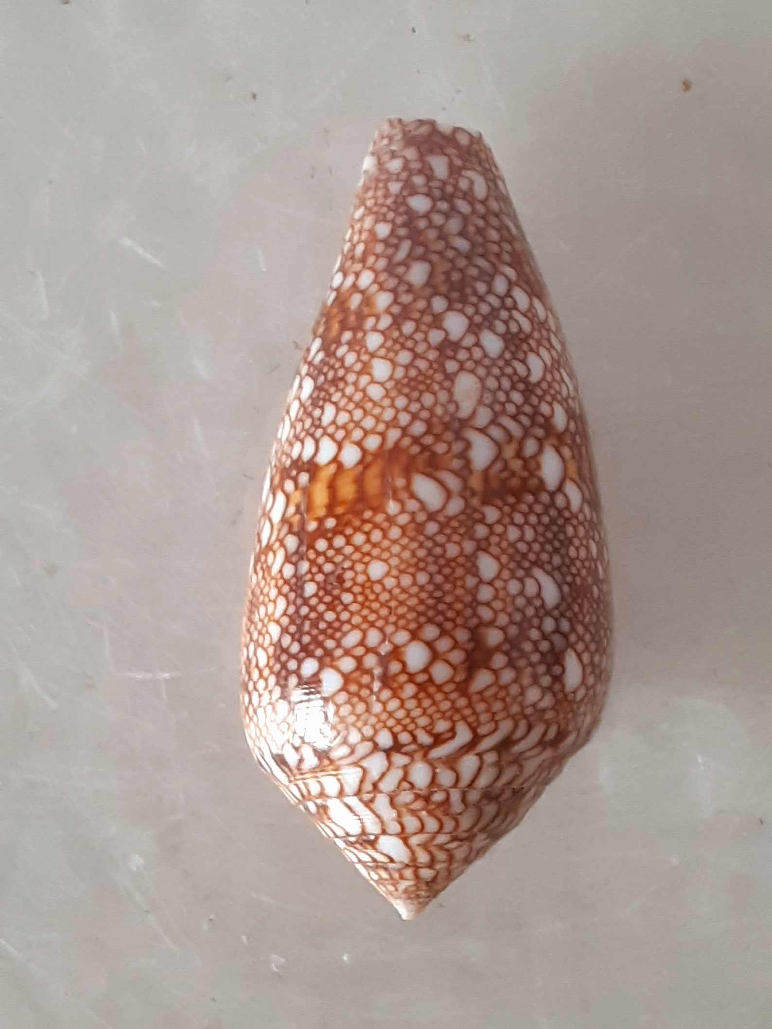 Extremely Extremely Rare Conus Glori Amaris " Glory of the Sea " Sea ...
