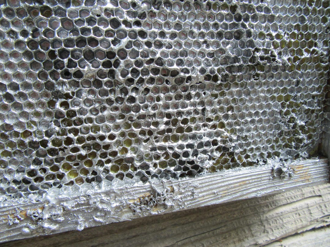 Silver Painted Beehive Frame Wall Art: Natural Wasp Nest Decor - Etsy