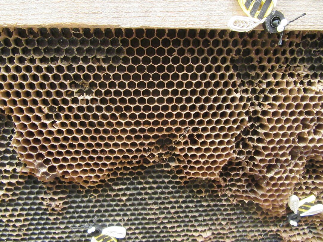 Natural Beehive Wall Art, Natural Wasp Nest Decor, Nature Decor - Etsy