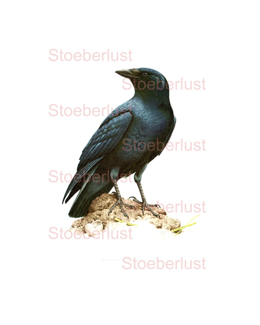 Rub on or Decal Crow Looking Left Laser Waterproof Transfer Furniture ...