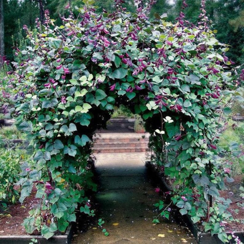 Purple HYACINTH BEAN Vine Trellis Plant ~ 20+ Seeds ~ Thomas Jefferson ...