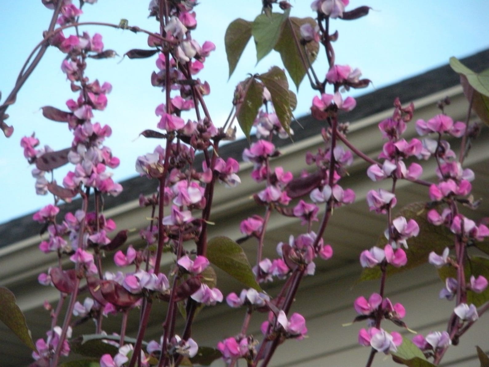 Purple HYACINTH BEAN Vine Trellis Plant ~ 20+ Seeds ~ Thomas Jefferson ...