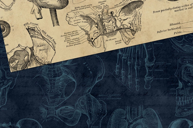 Vintage Anatomy Digital Paper, Seamless Grunge Texture (digital ...
