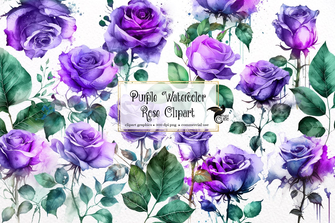 Purple Watercolor Roses Clipart - Flowers, Roses and Leaves in PNG ...