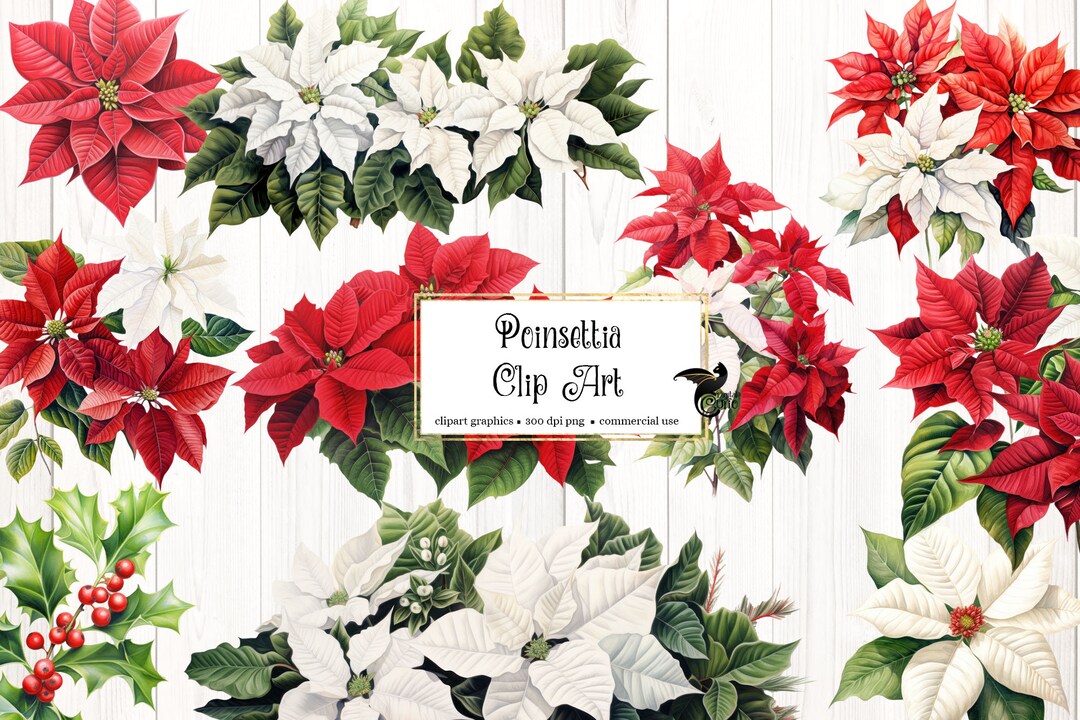 Poinsettias Clip Art - Digital Christmas Holiday Flowers and Holly in ...