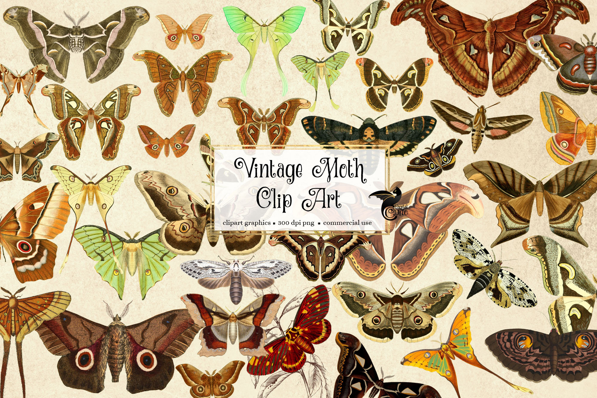 Vintage Moth Clipart digital moth illustrations in png clip | Etsy
